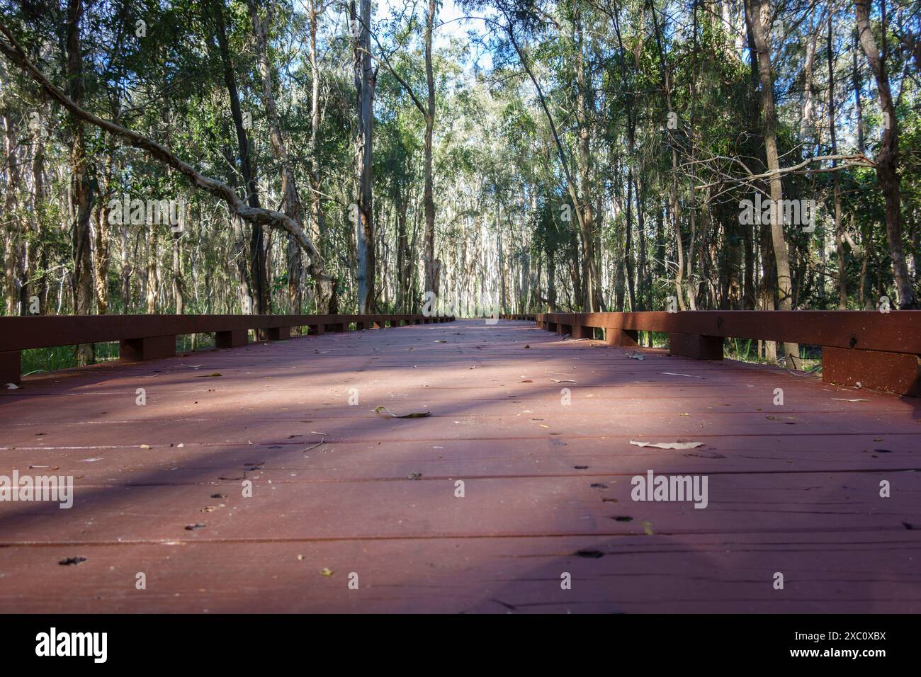 Wooden walkway winding through filtered sunlight of paper bark trees in ...