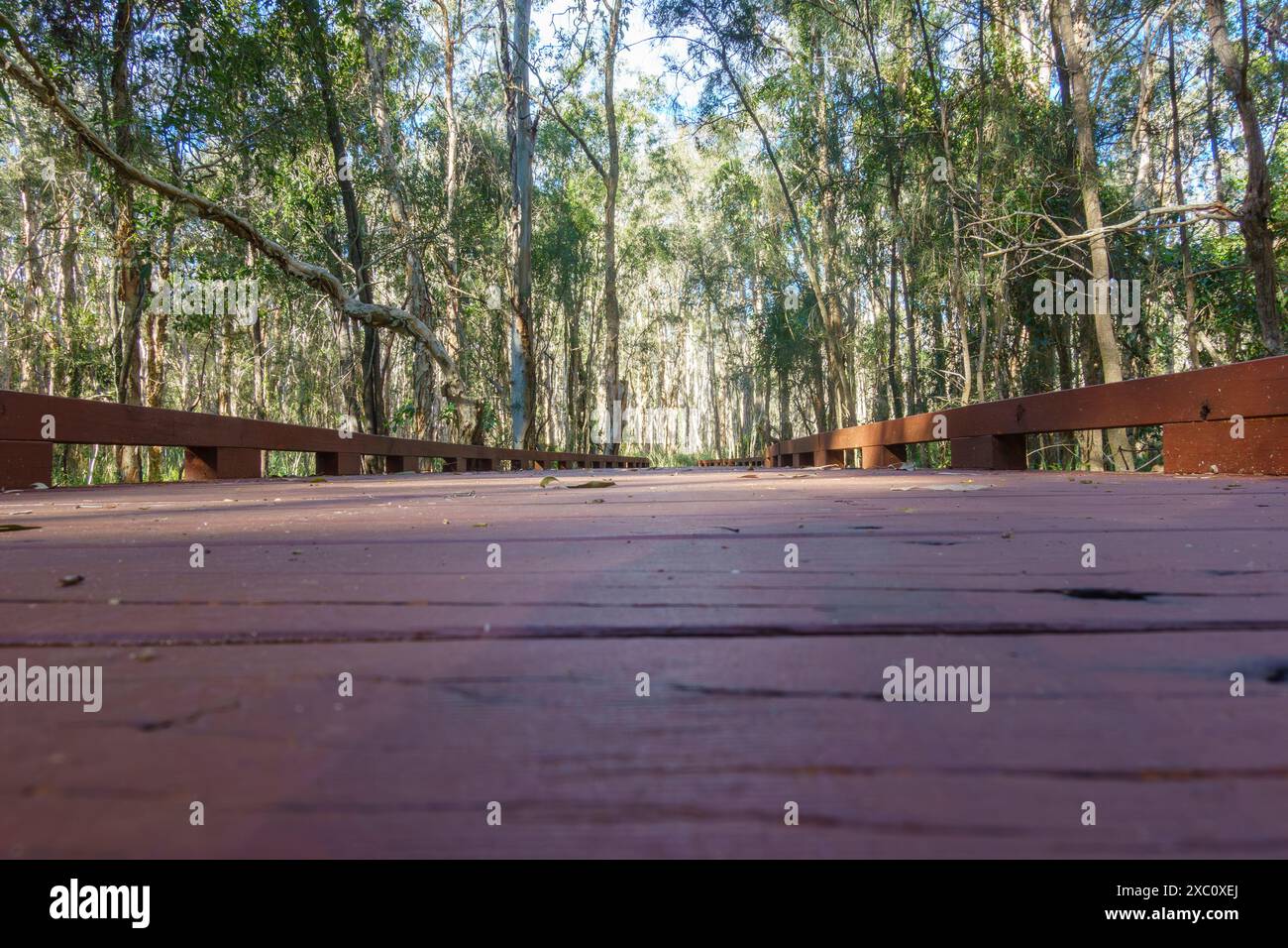 Wooden walkway winding through filtered sunlight of paper bark trees in ...