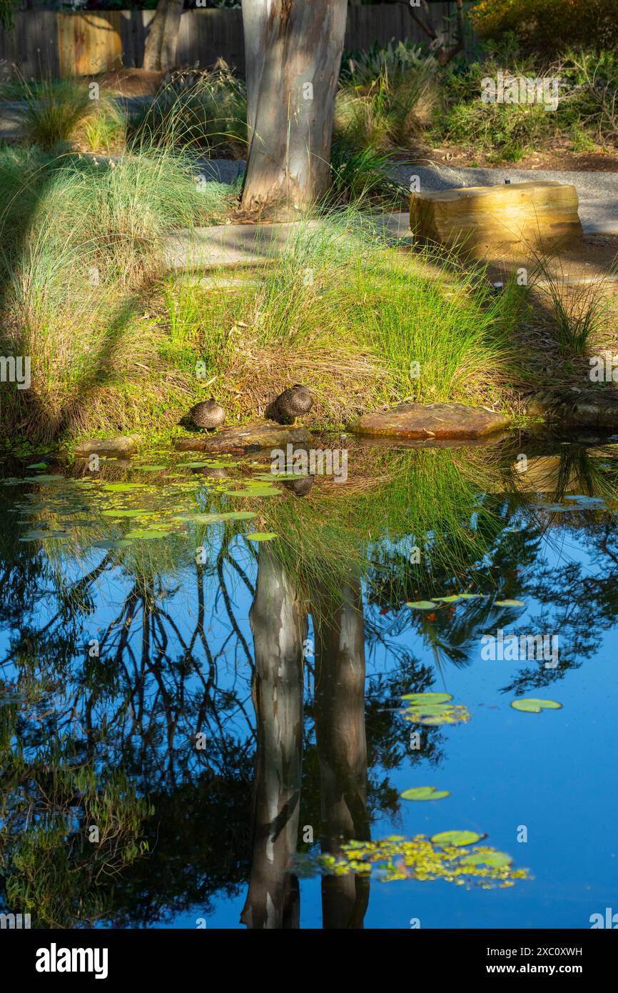 Pond reflections in Gold Coast Botanical Gardens, Australia Stock Photo ...