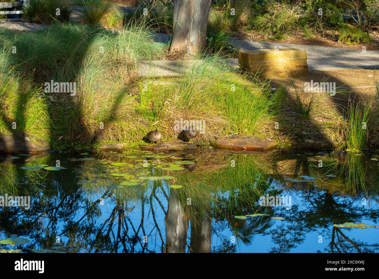 Pond reflections in Gold Coast Botanical Gardens, Australia Stock Photo ...