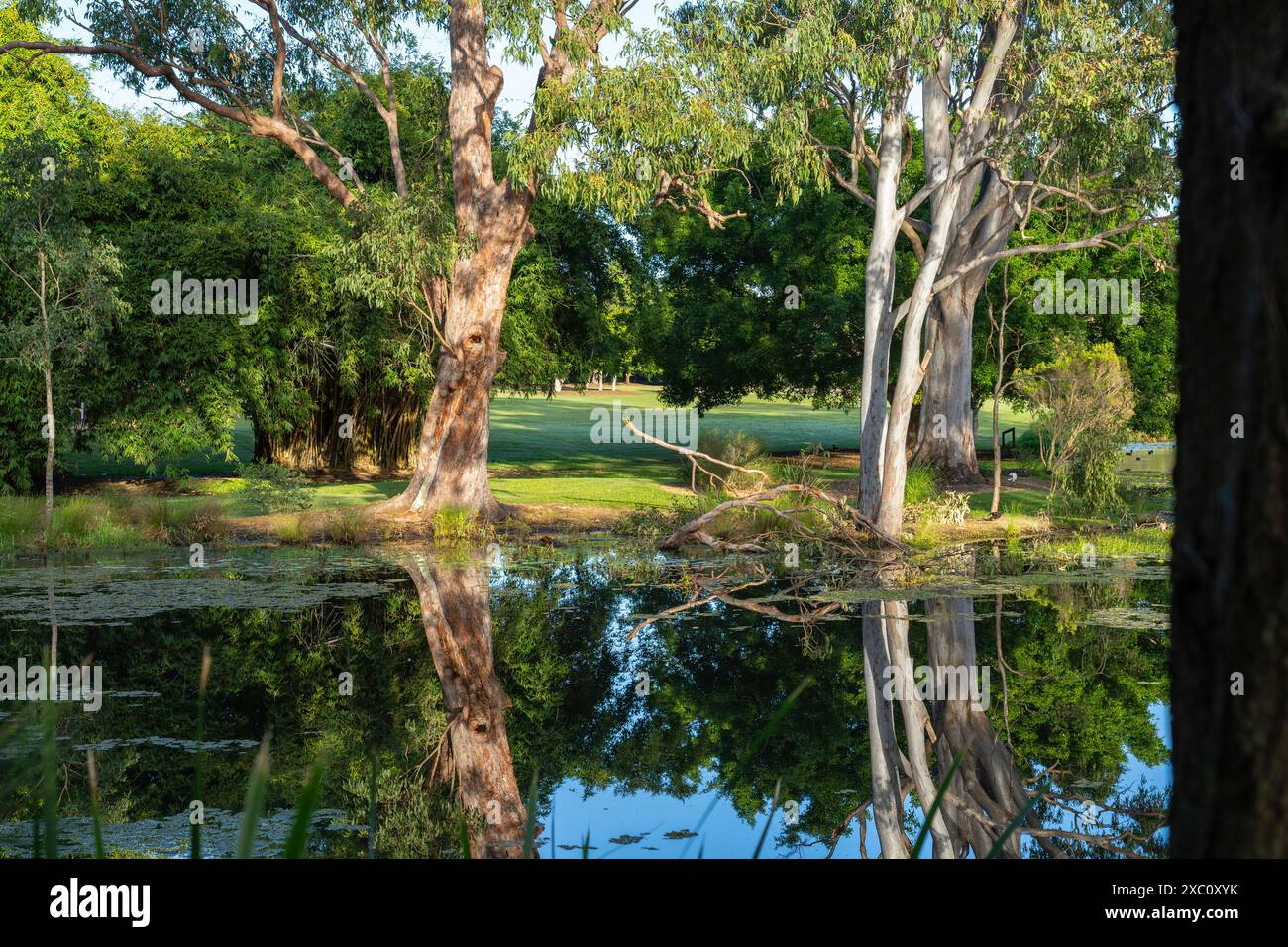 Pond reflections in Gold Coast Botanical Gardens, Australia Stock Photo ...