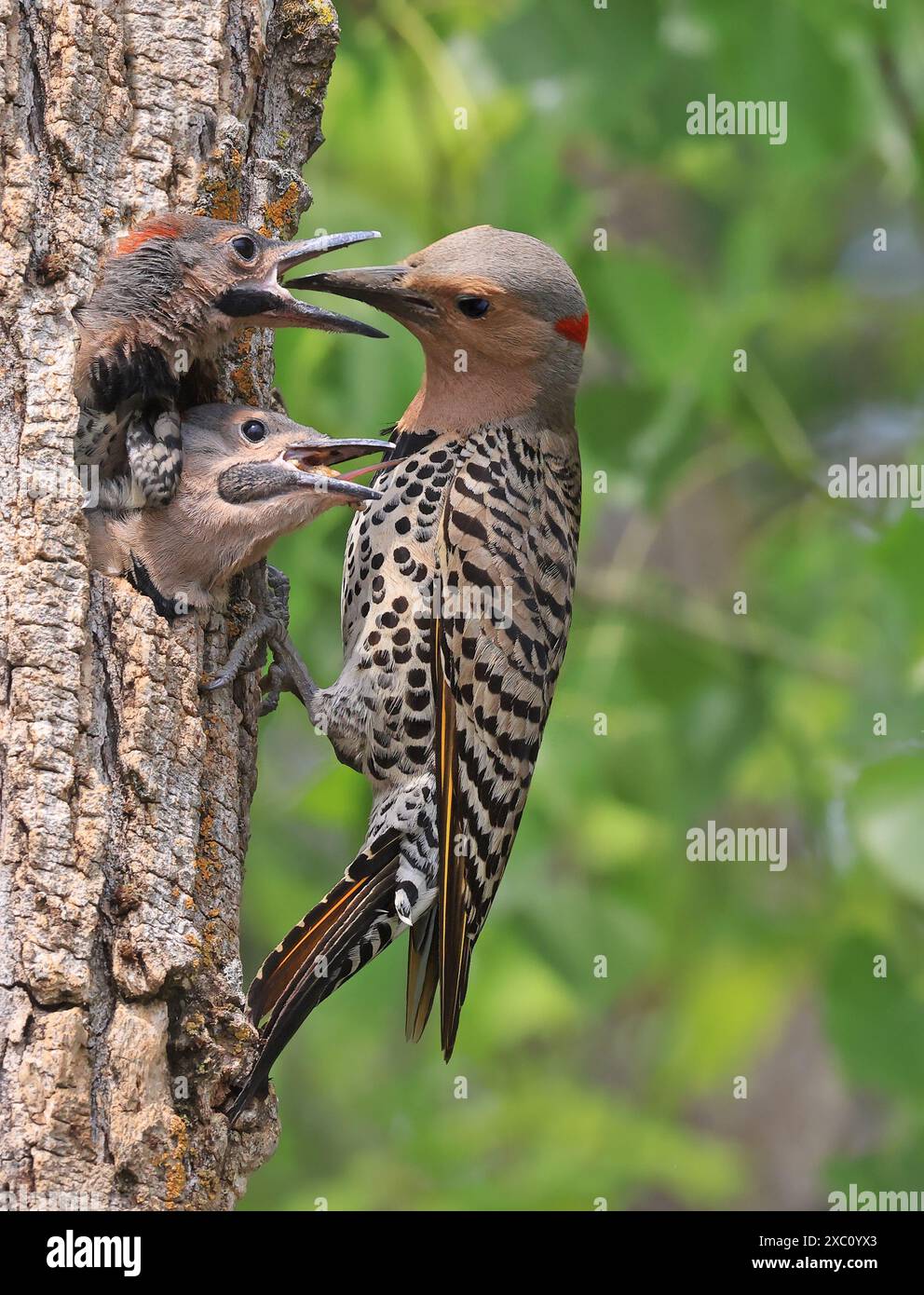 Northern Flicker family portrait on the green background, the mother ...