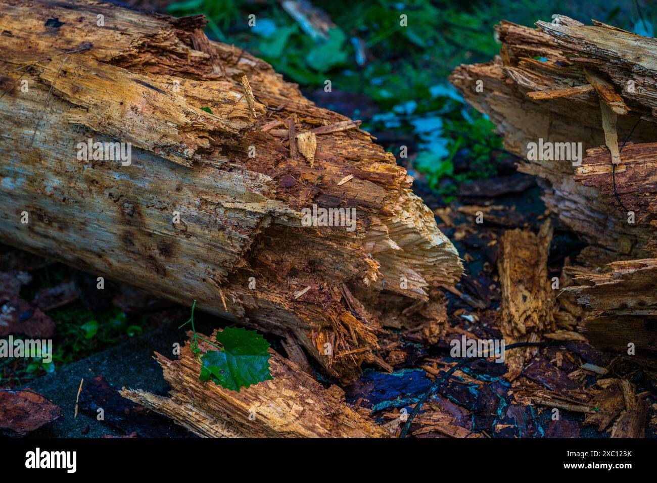A broken, decaying tree trunk in a forest. Shattered aftereffects of a ...
