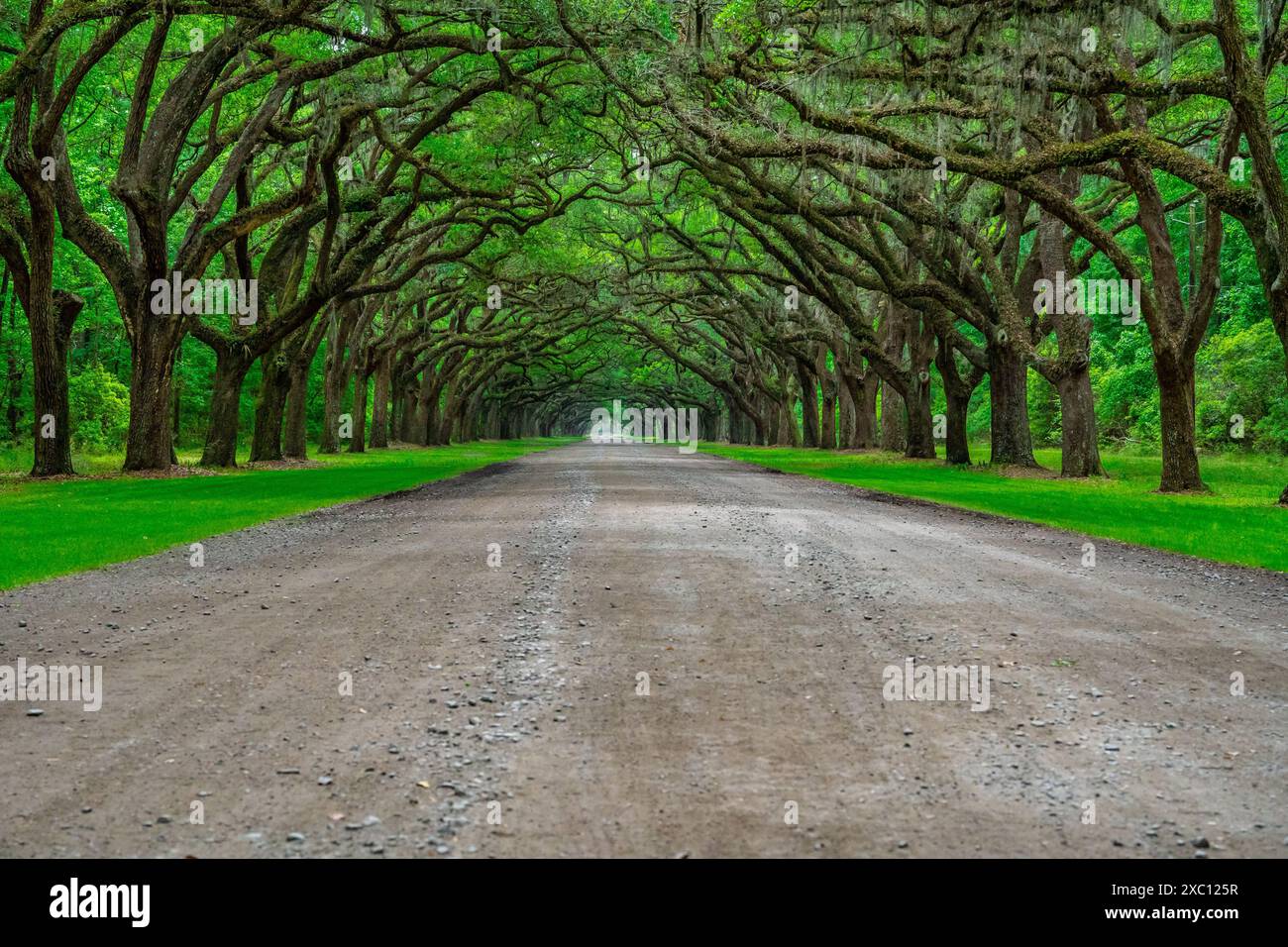 A picturesque tree formation at Wormsloe State Historic Site in ...