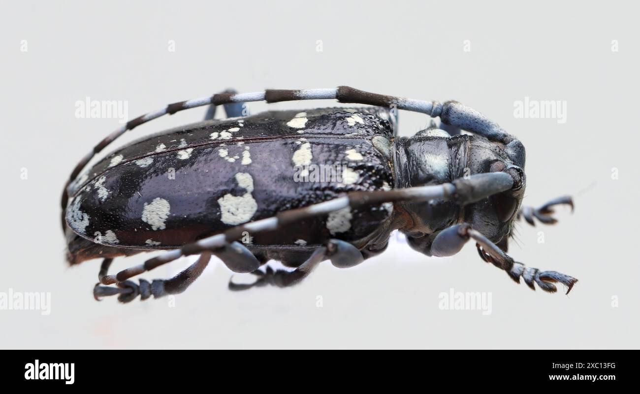 Asian long horned beetle hi-res stock photography and images - Alamy