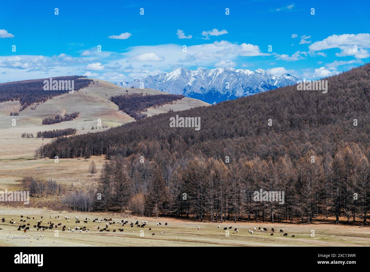 Mongolia: Khovsgol and Tsaatan (North of Mongolia Stock Photo - Alamy