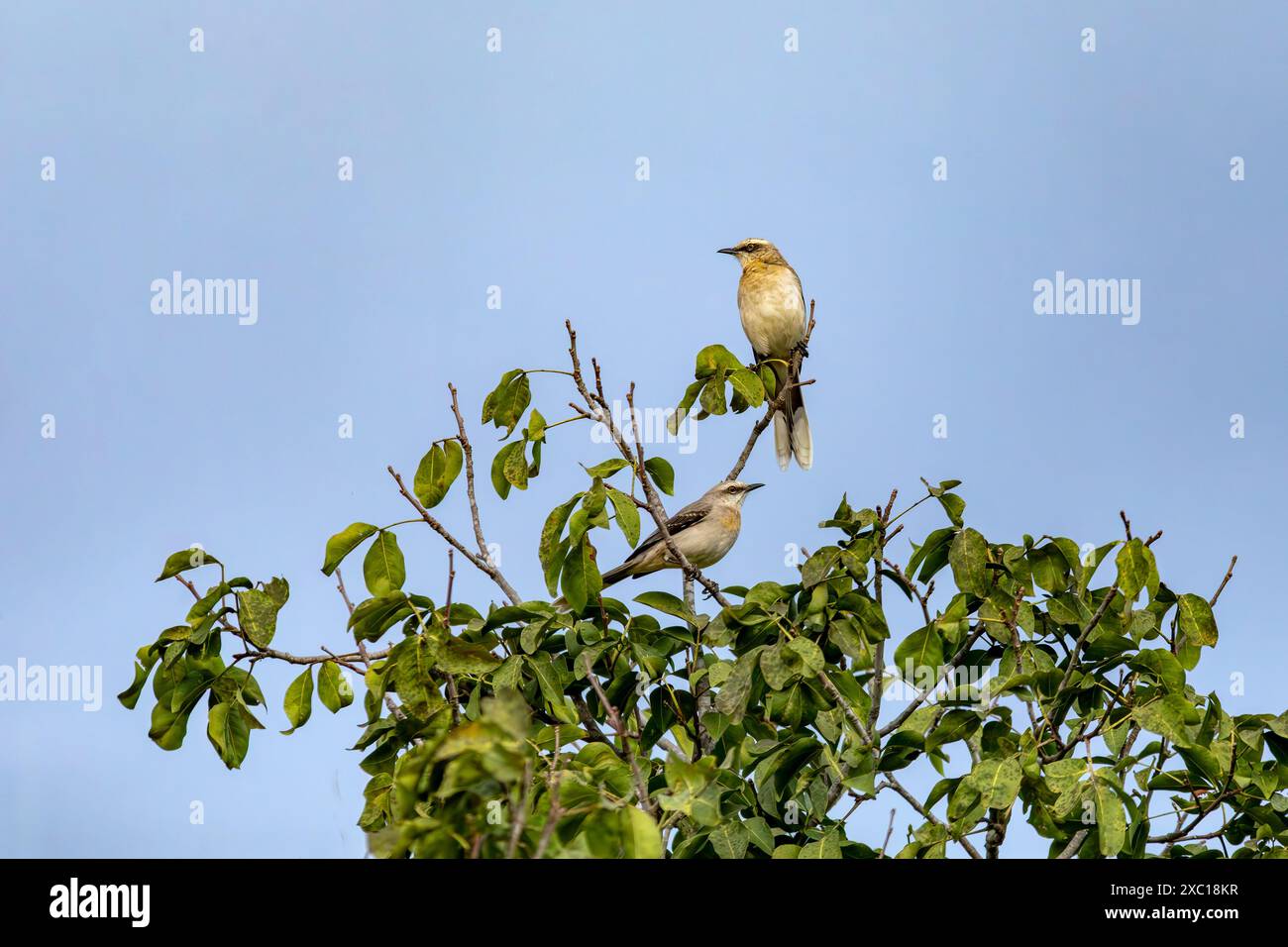 Tropical mockingbird (Mimus gilvus), resident breeding bird. Barichara ...