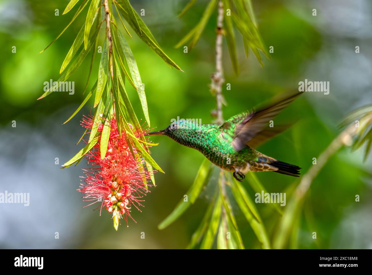 Indigo-capped hummingbird (Saucerottia cyanifrons) is a species of ...