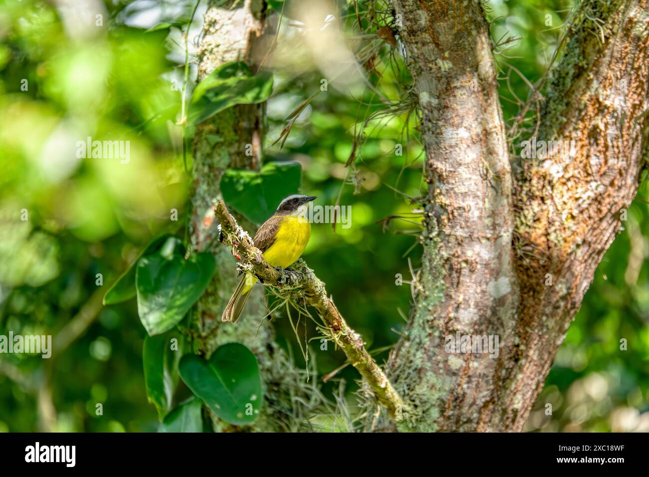 Tropical kingbird (Tyrannus melancholicus) is a large tyrant flycatcher ...