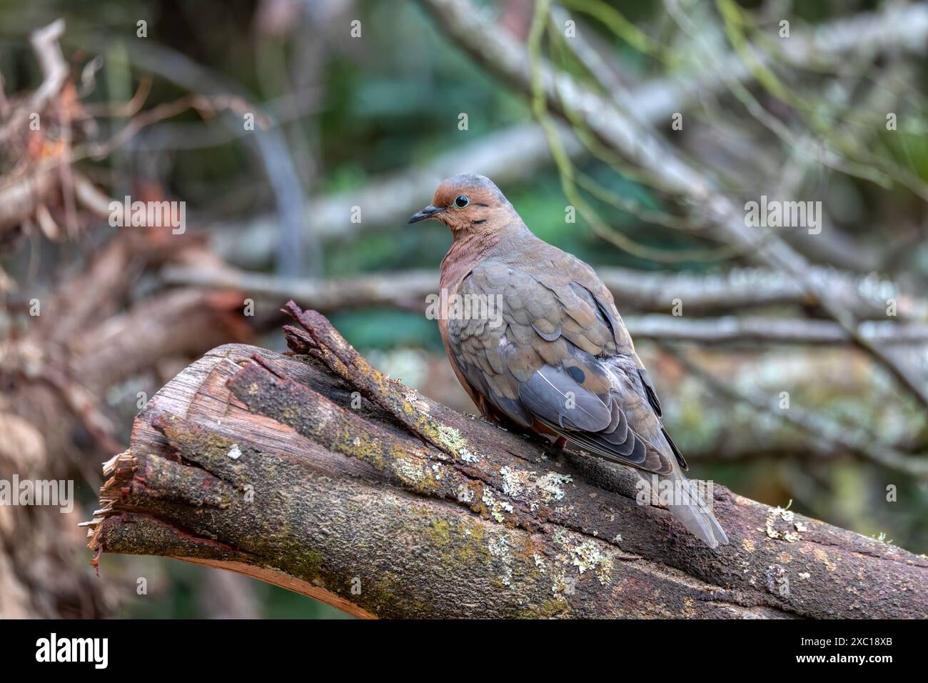 Eared dove (Zenaida auriculata), New World dove bird. Guatavita ...