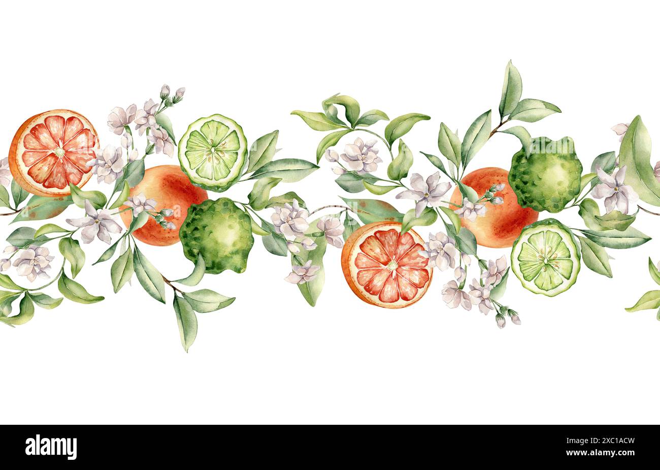 Jasmine flowers with citrus fruits grapefruit and bergamot watercolor seamless border isolated ...