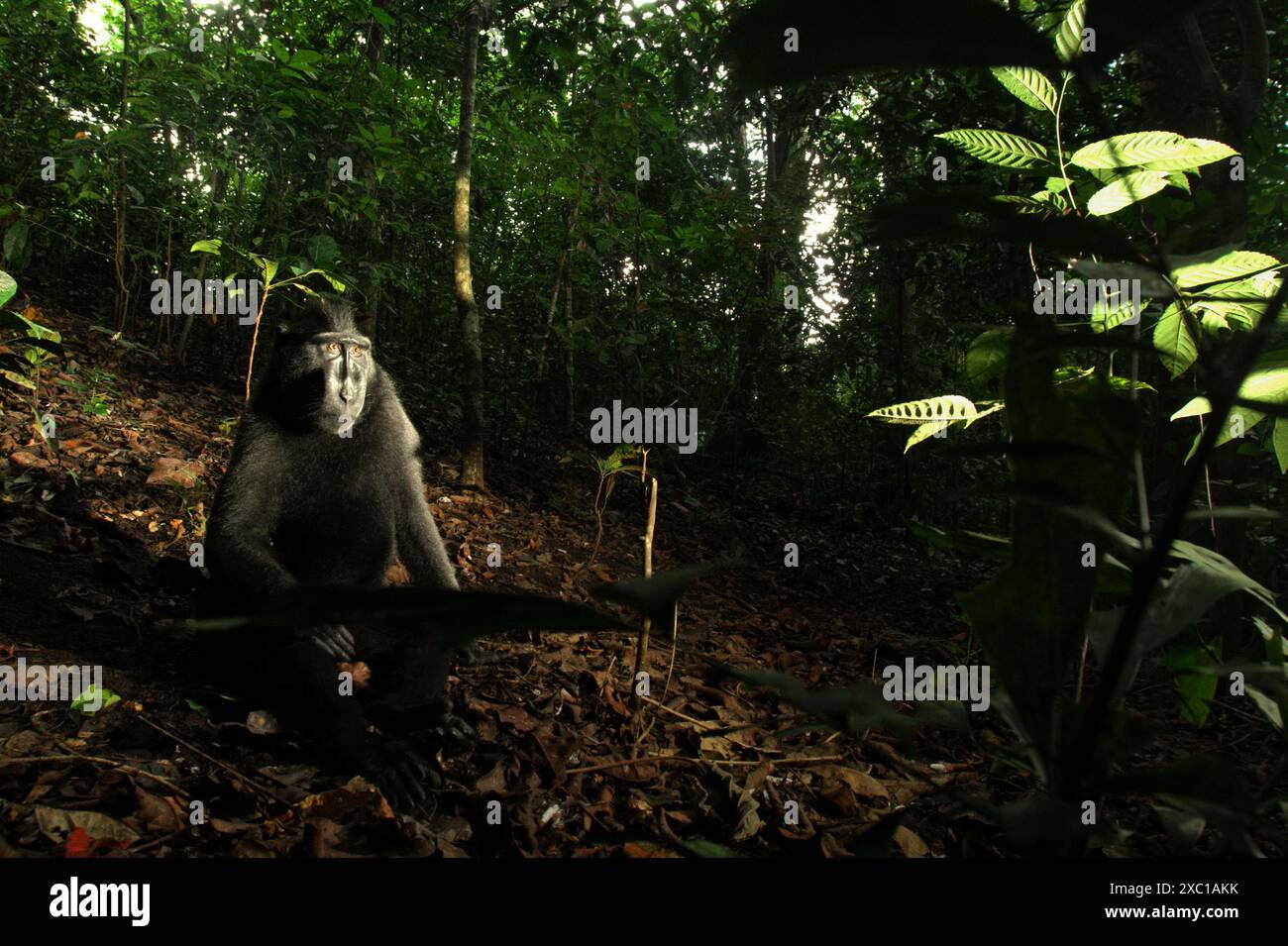 Portrait of a Sulawesi black-crested macaque (Macaca nigra) sitting on ...