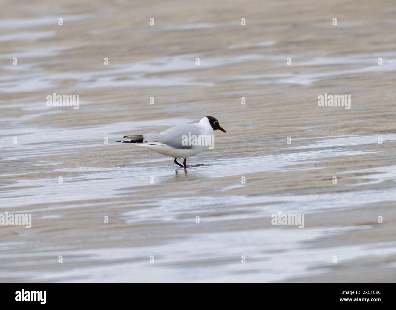 Gull black-headed (Larus ridibundus), puddling for food, Uig Bay, Isle ...