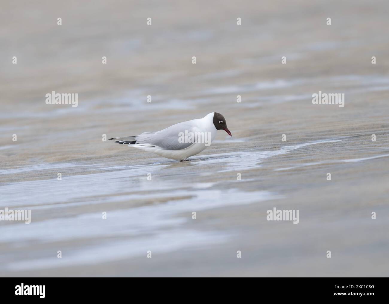 Gull black-headed (Larus ridibundus), in flight, Uig Bay, Isle of Lewis ...