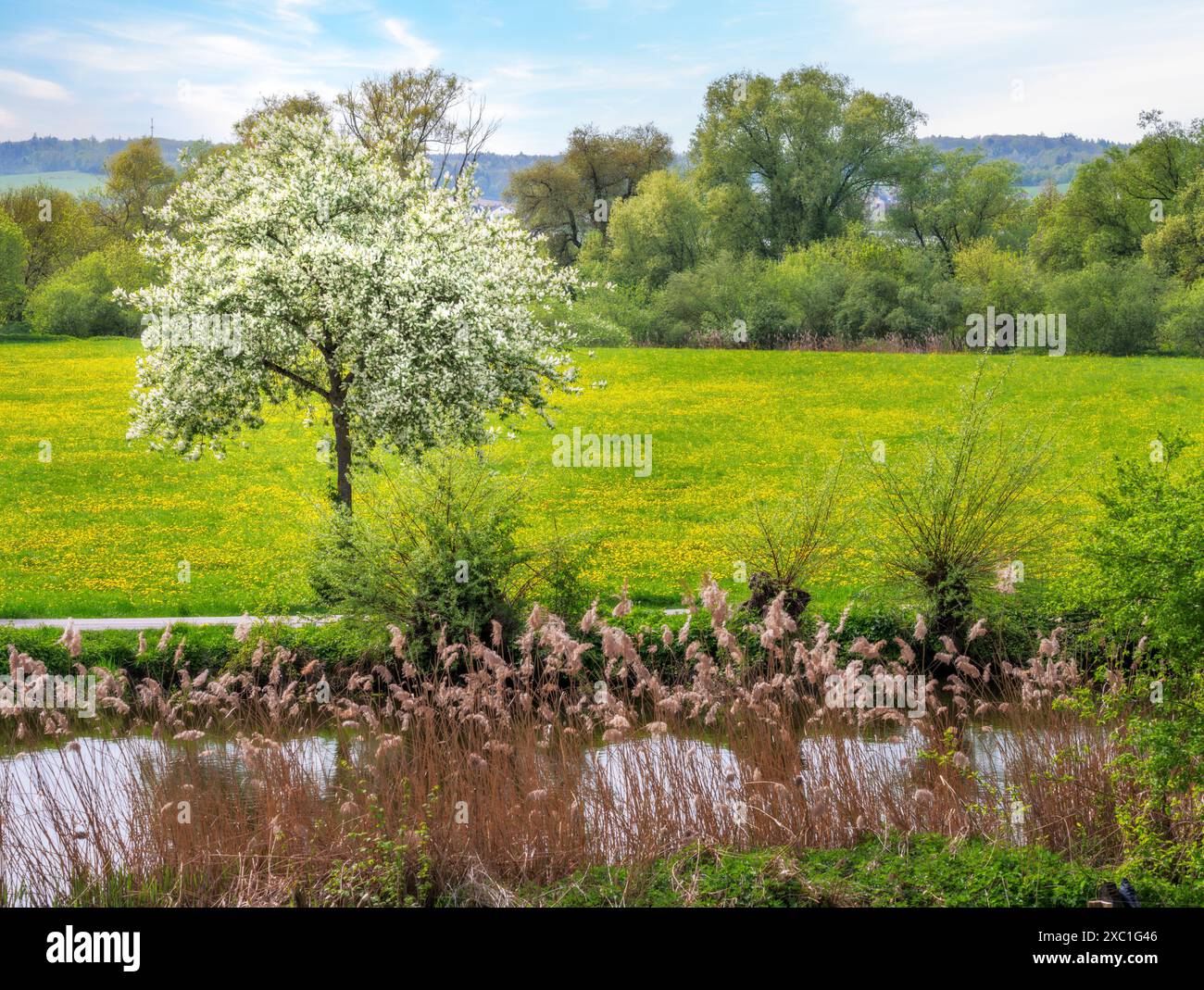 Spring scenic with a flowering tree seen in Bavaria Stock Photo - Alamy
