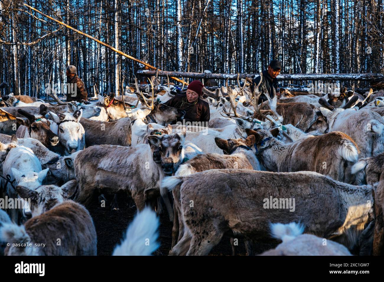Mongolia: Khovsgol and Tsaatan (North of Mongolia Stock Photo - Alamy