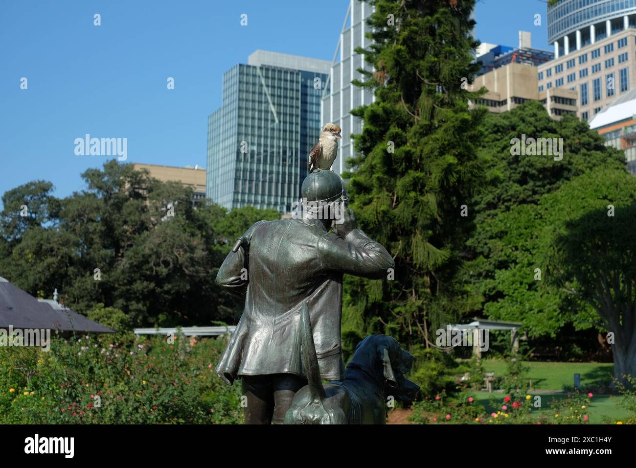 Royal Botanic Gardens Sydney, a Kookaburra rest on the cap of the ...