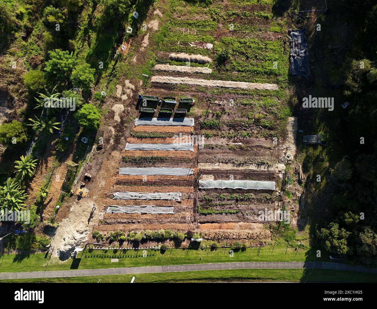 An aerial view of a community garden with various plants and pathways ...
