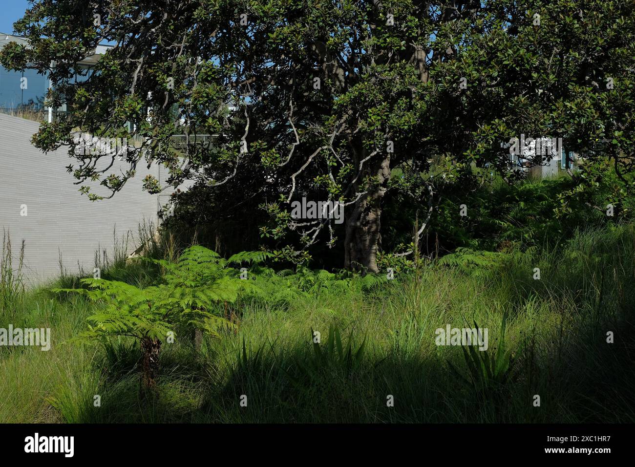 Native grass plantings a large old fig tree and landscaping around the ...