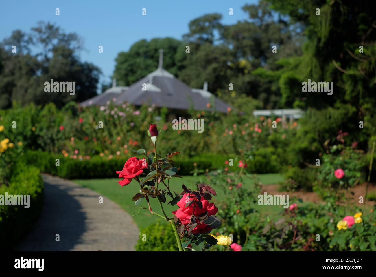 A red rose in bloom, Palace Rose Garden, Royal Botanic Gardens, lawns ...