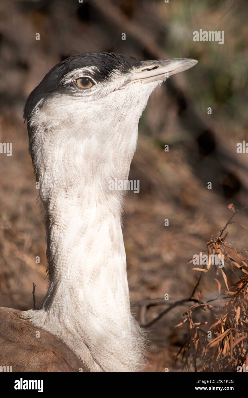 The Australian Bustard is one of Australia's largest birds. It is a ...