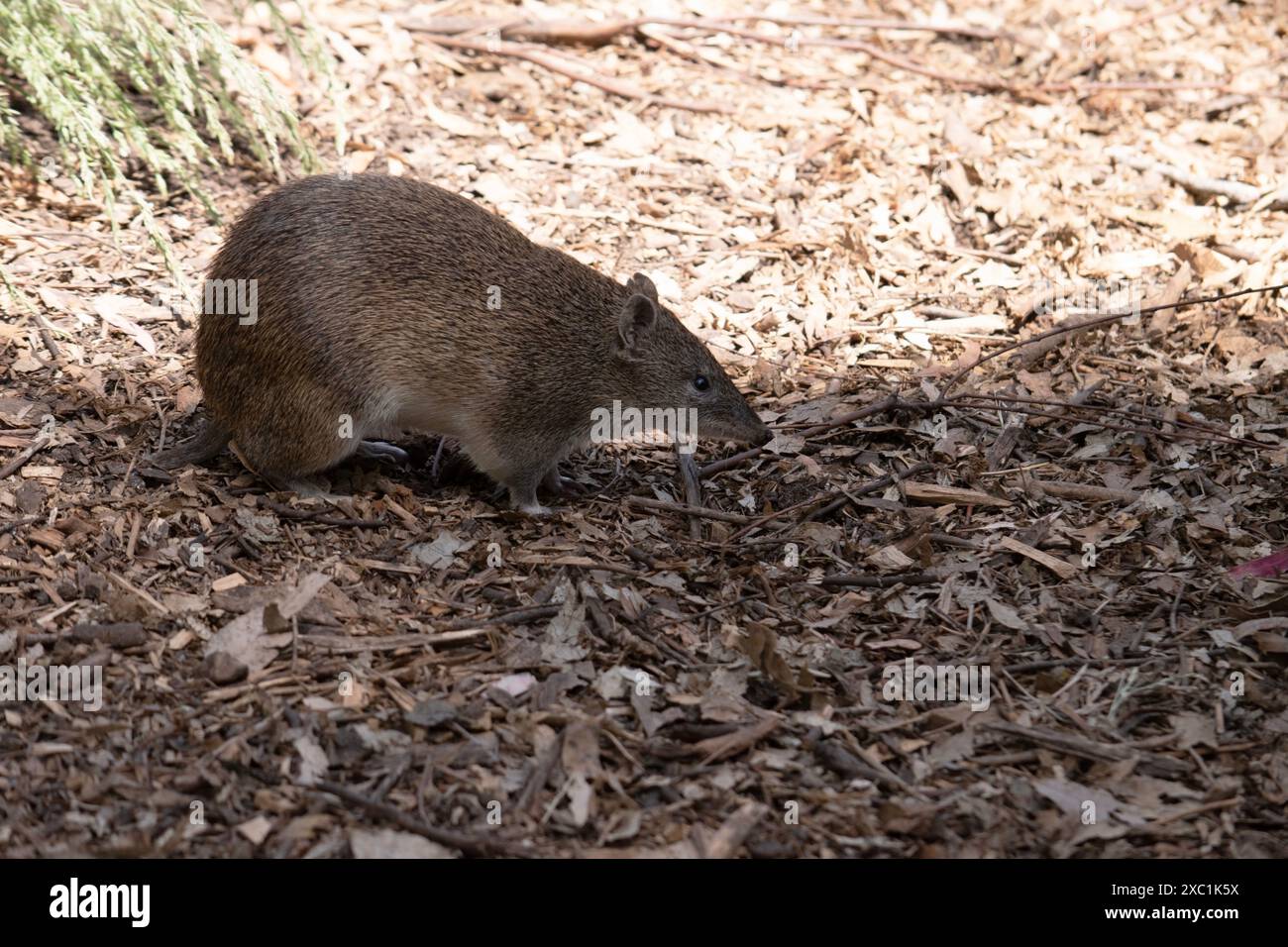 Bandicoots are about the size of a rat and have a pointy snout, humped ...