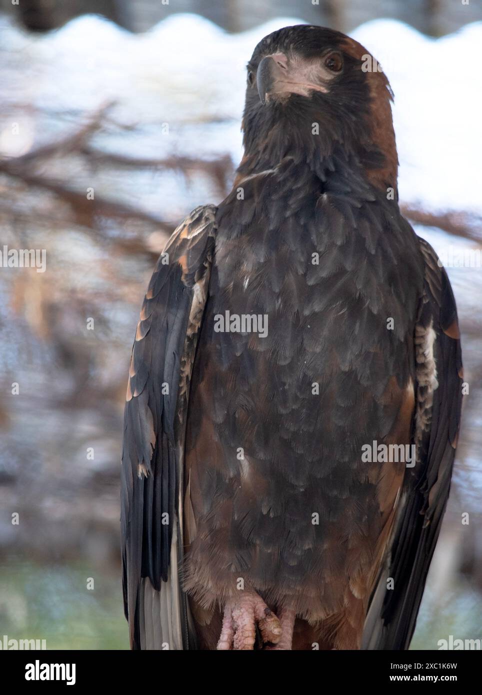 Large broad rounded wings hi-res stock photography and images - Alamy