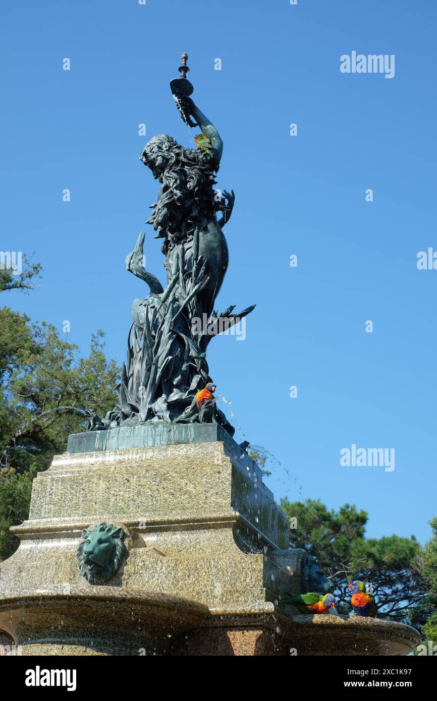 Rainbow lorikeets drinking water on a sunny day on the Lewis Wolfe Levy ...