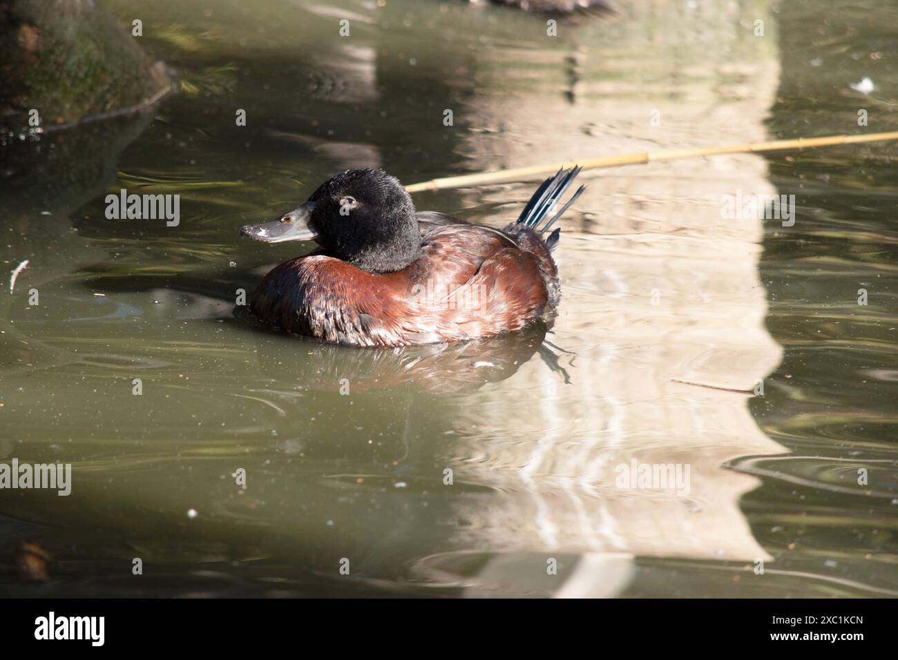 During the mating season the male's bill will turn a bright blue ...