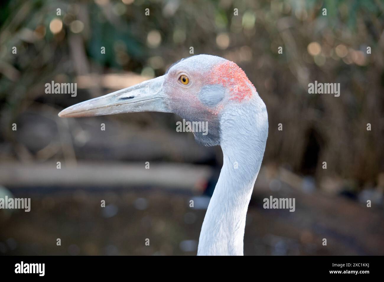 The Brolga is a pale grey colour with an obvious red to orange patch on ...