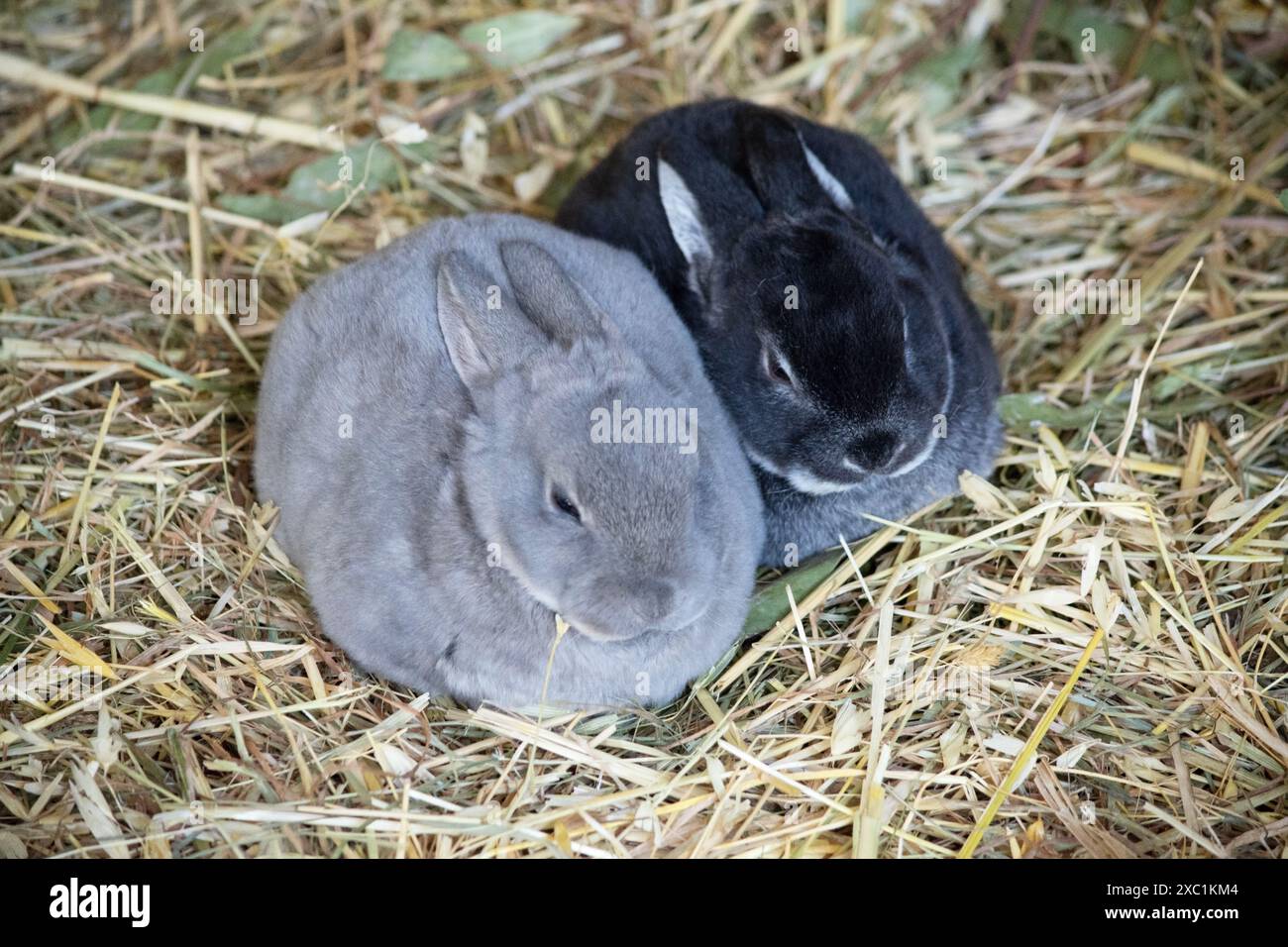 Rabbits are small, furry mammals with long ears, short fluffy tails ...