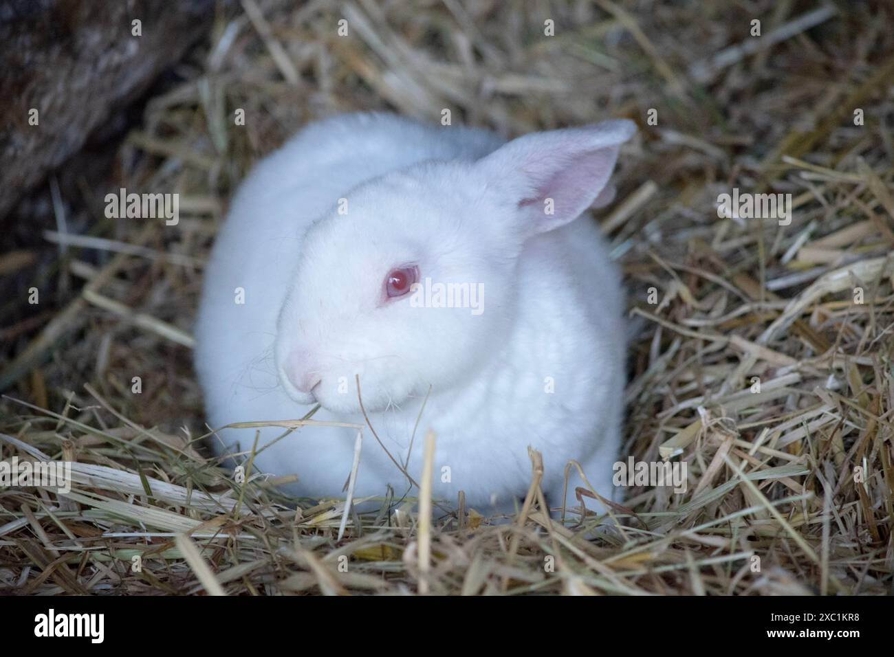 Rabbits are small, furry mammals with long ears, short fluffy tails ...