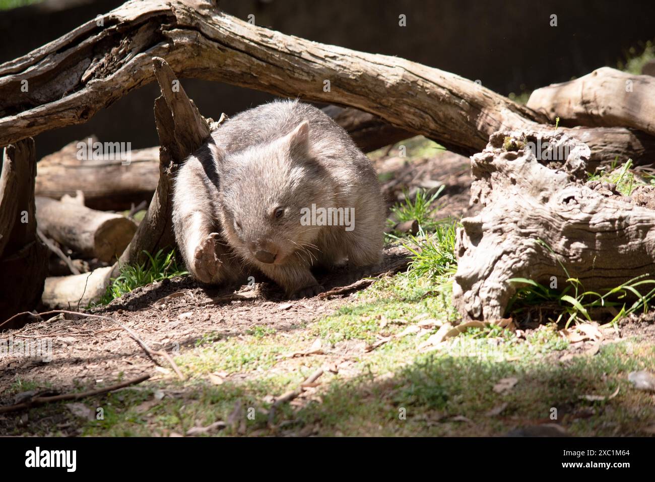 The Common Wombat has a large nose which is shiny black, much like that ...