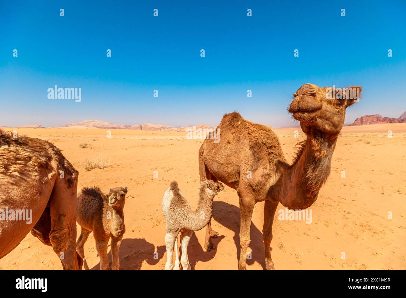 Two young camel calves alongside an adult camel traverse the expansive ...
