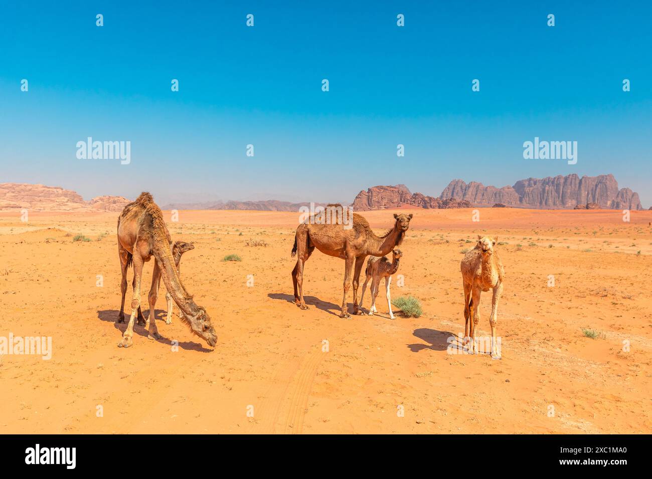 Captivating image capturing a female camel surrounded by four camel ...