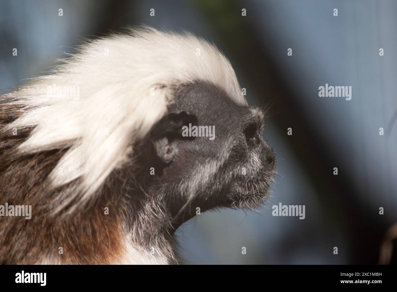 Cotton-top tamarins are named for the shock of white hair encircling ...