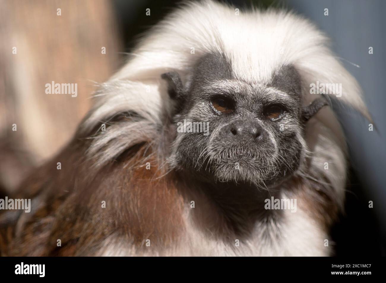 Cotton-top tamarins are named for the shock of white hair encircling ...