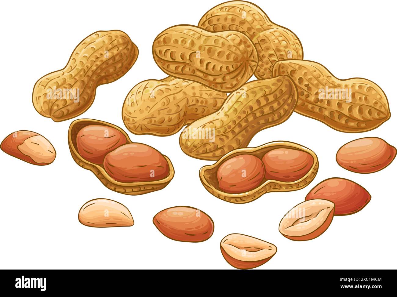 Peanut Plant Colored Detailed Illustration Stock Vector Image & Art - Alamy