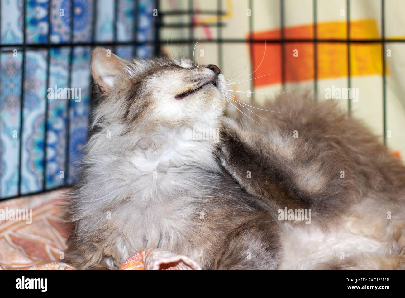In a cage, a domestic shorthaired cat with fawn fur is scratching its ...