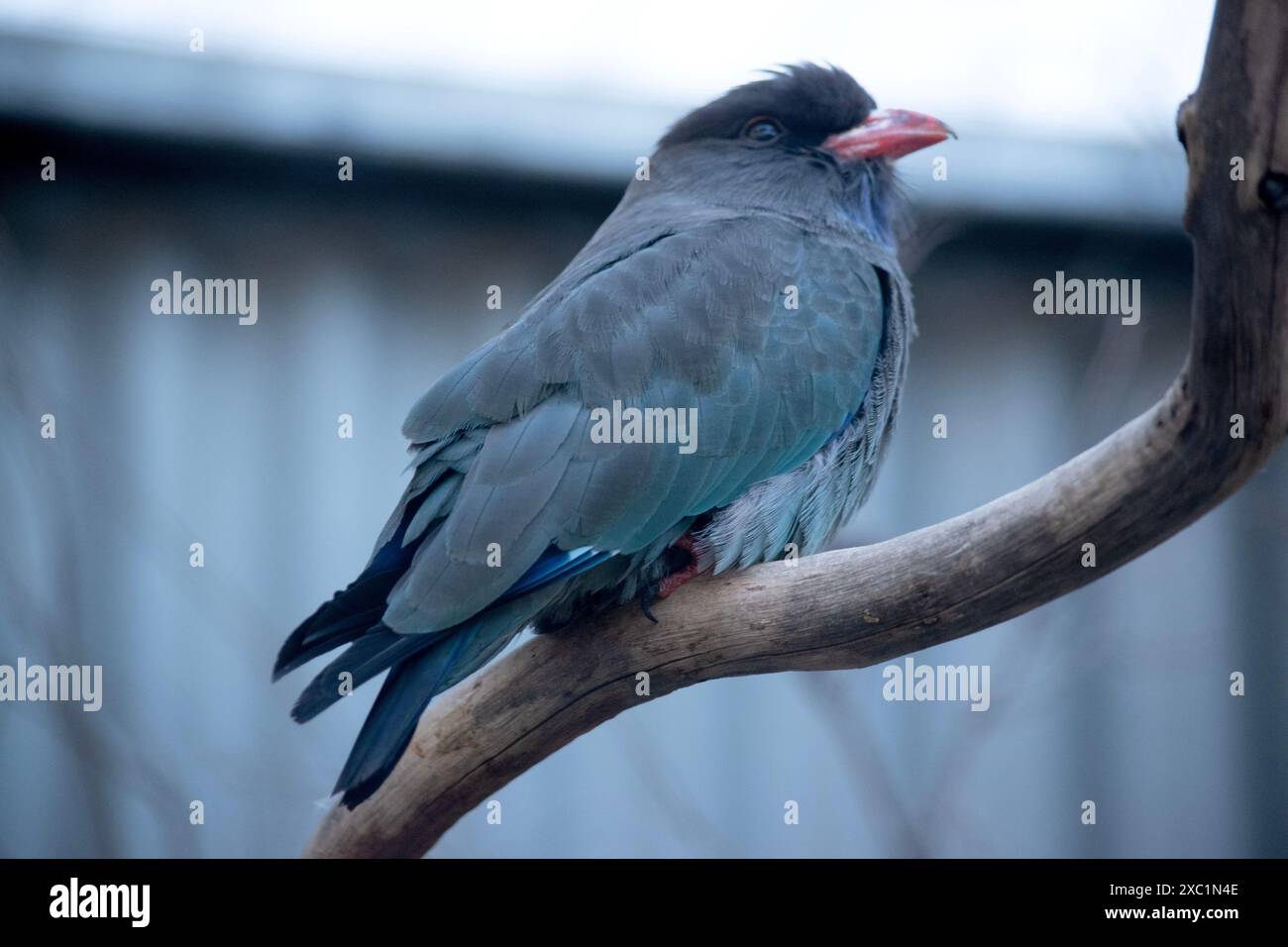 The dollar bird has mostly dark brown upperparts, washed heavily with ...