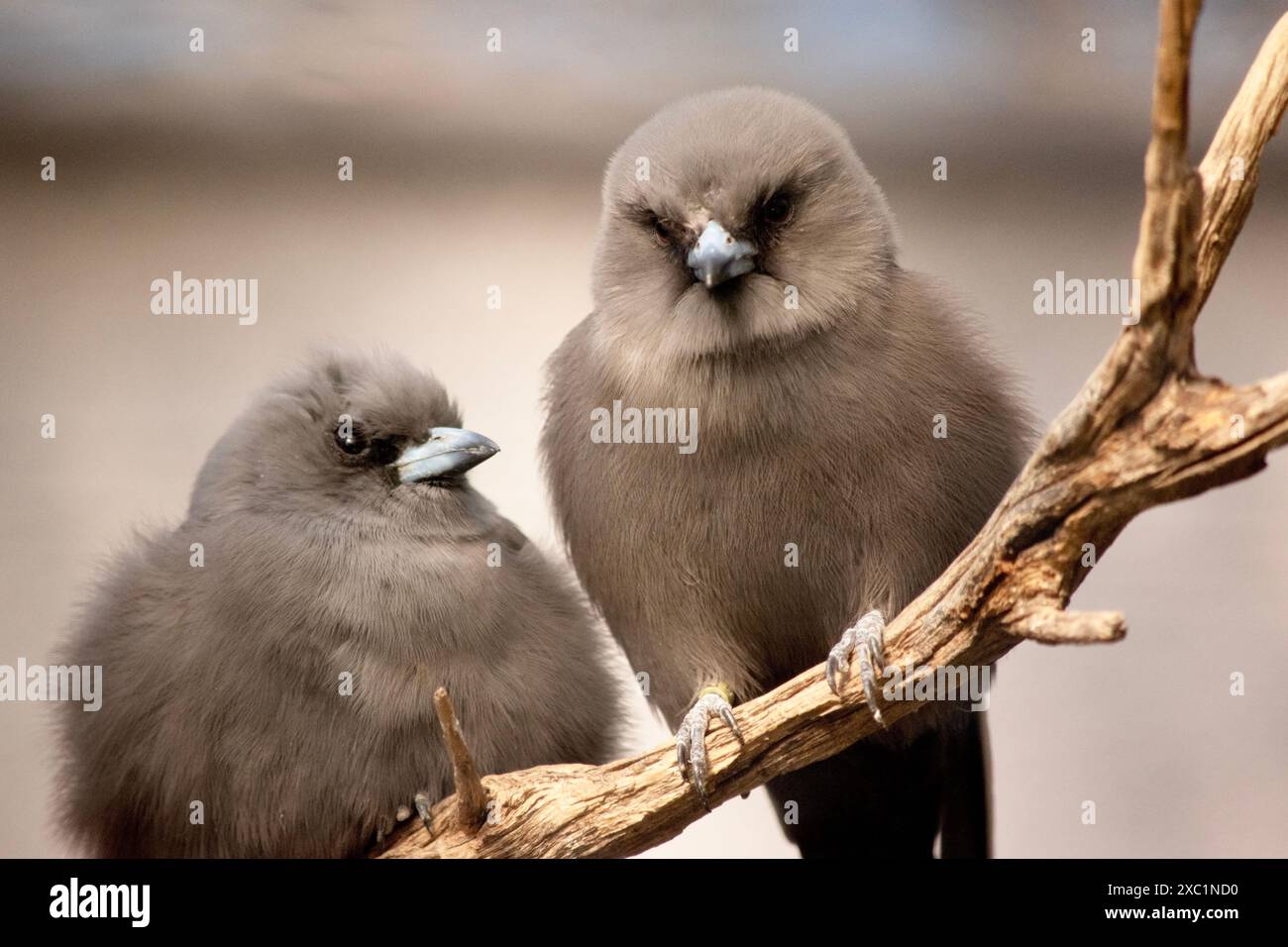 Short chunky bill hi-res stock photography and images - Alamy