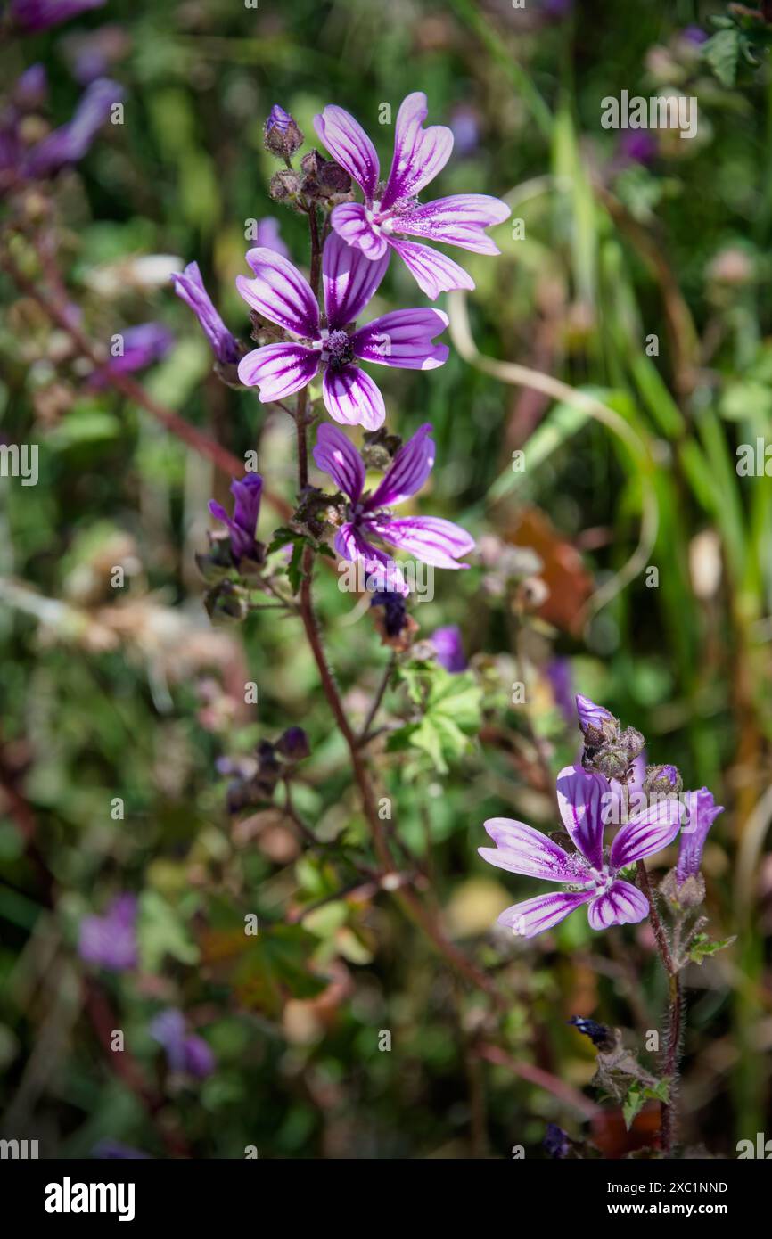 Malven malve sylvestris hi-res stock photography and images - Alamy