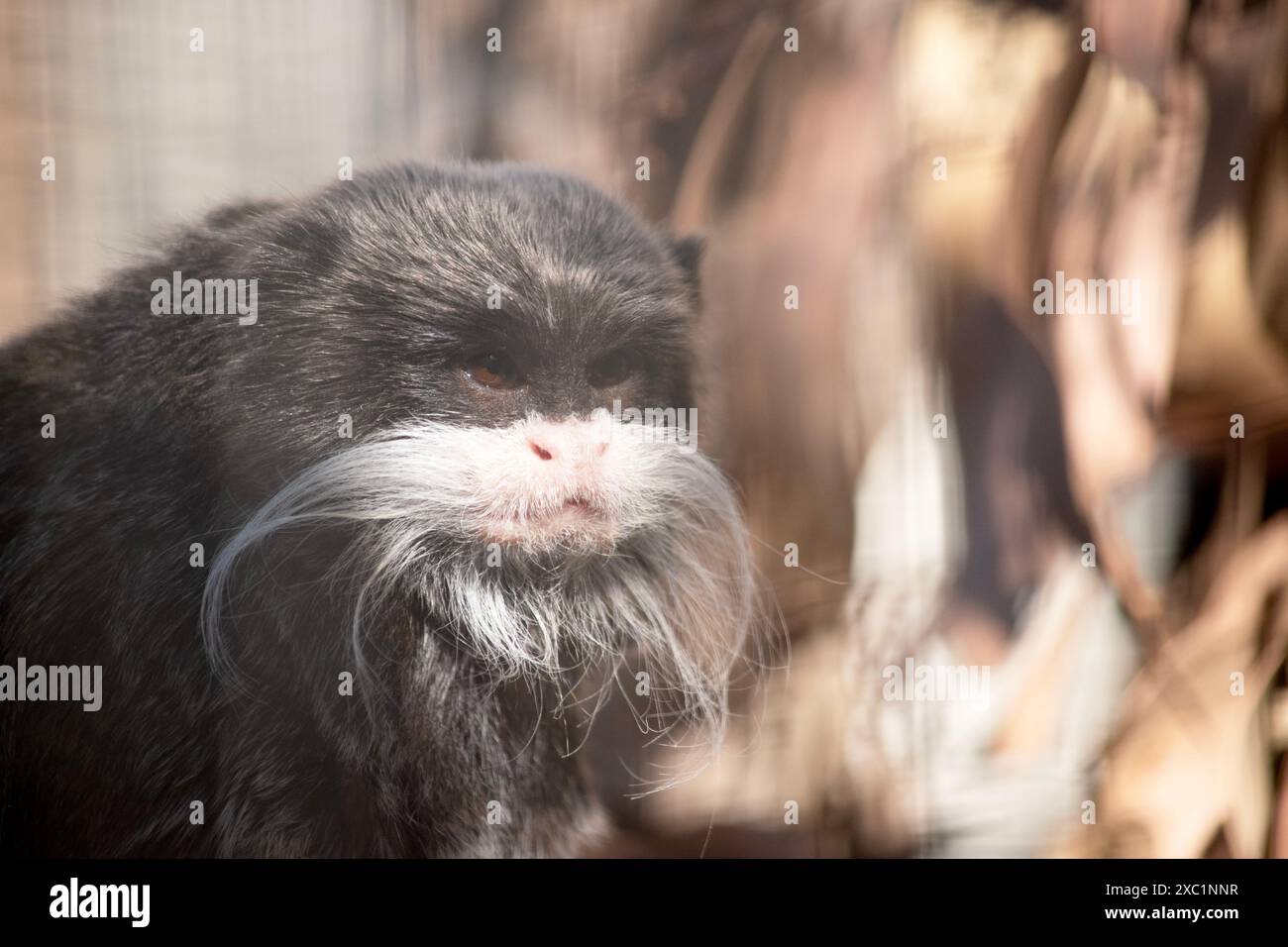 Emperor tamarins are small monkeys with long, white whiskers that sweep ...