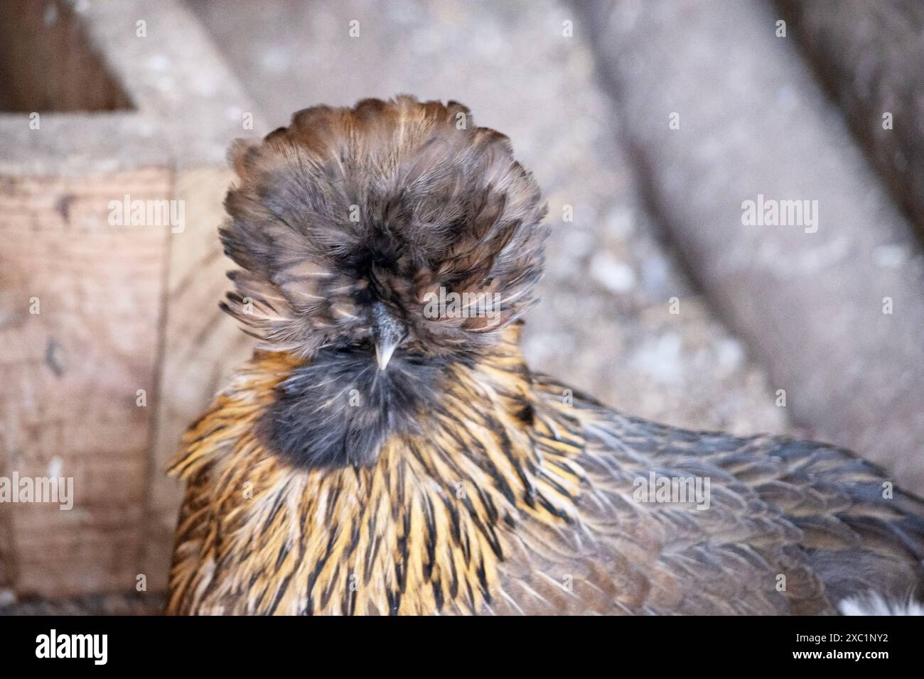 The Faverolle is a fluffy and goofy looking chicken breed Stock Photo ...