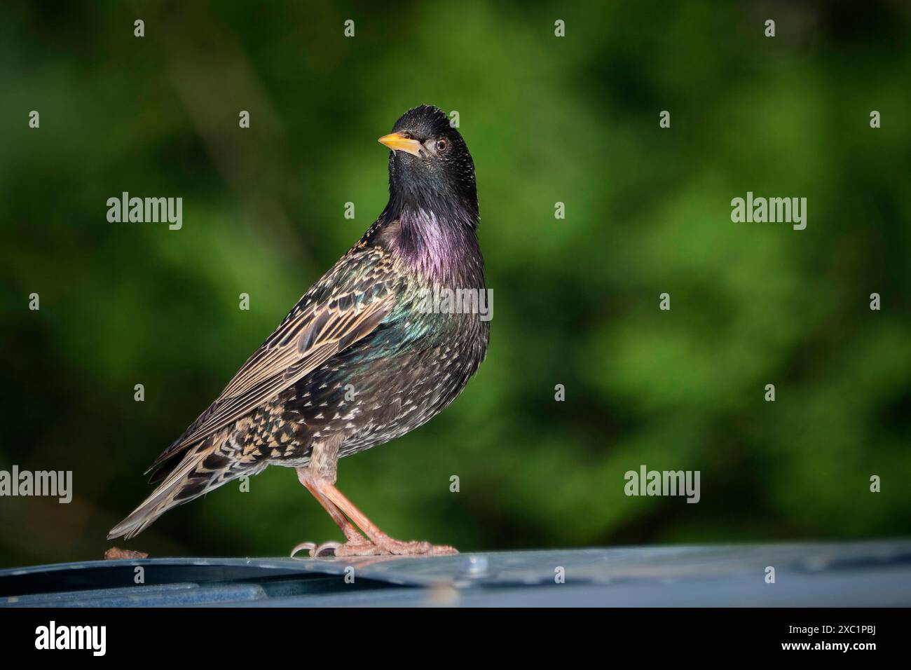 Star Sturnus vulgaris . Star Sturnus vulgaris . 20240604MIC0273 ...