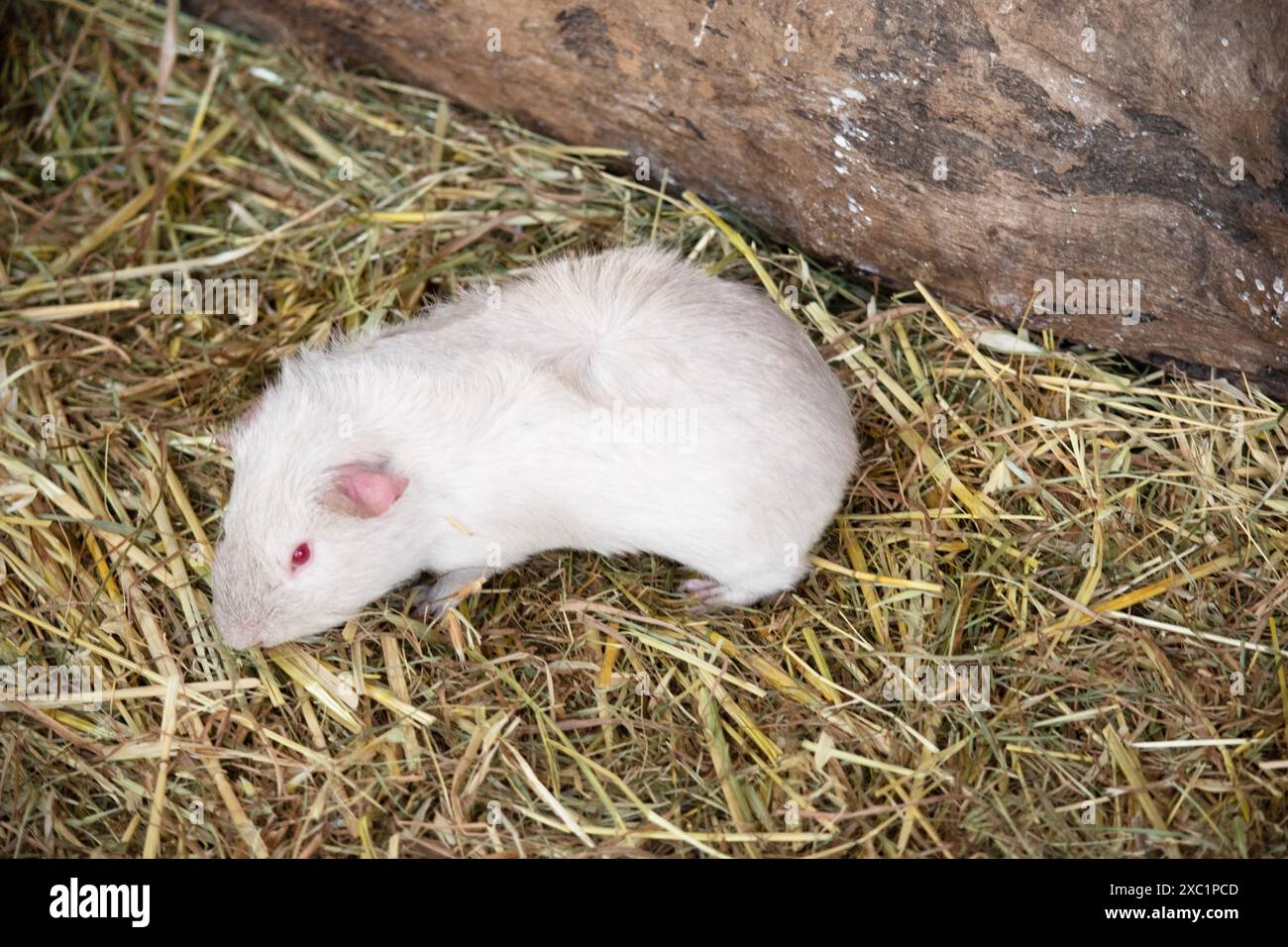Brown white black guinea pig hi-res stock photography and images - Alamy