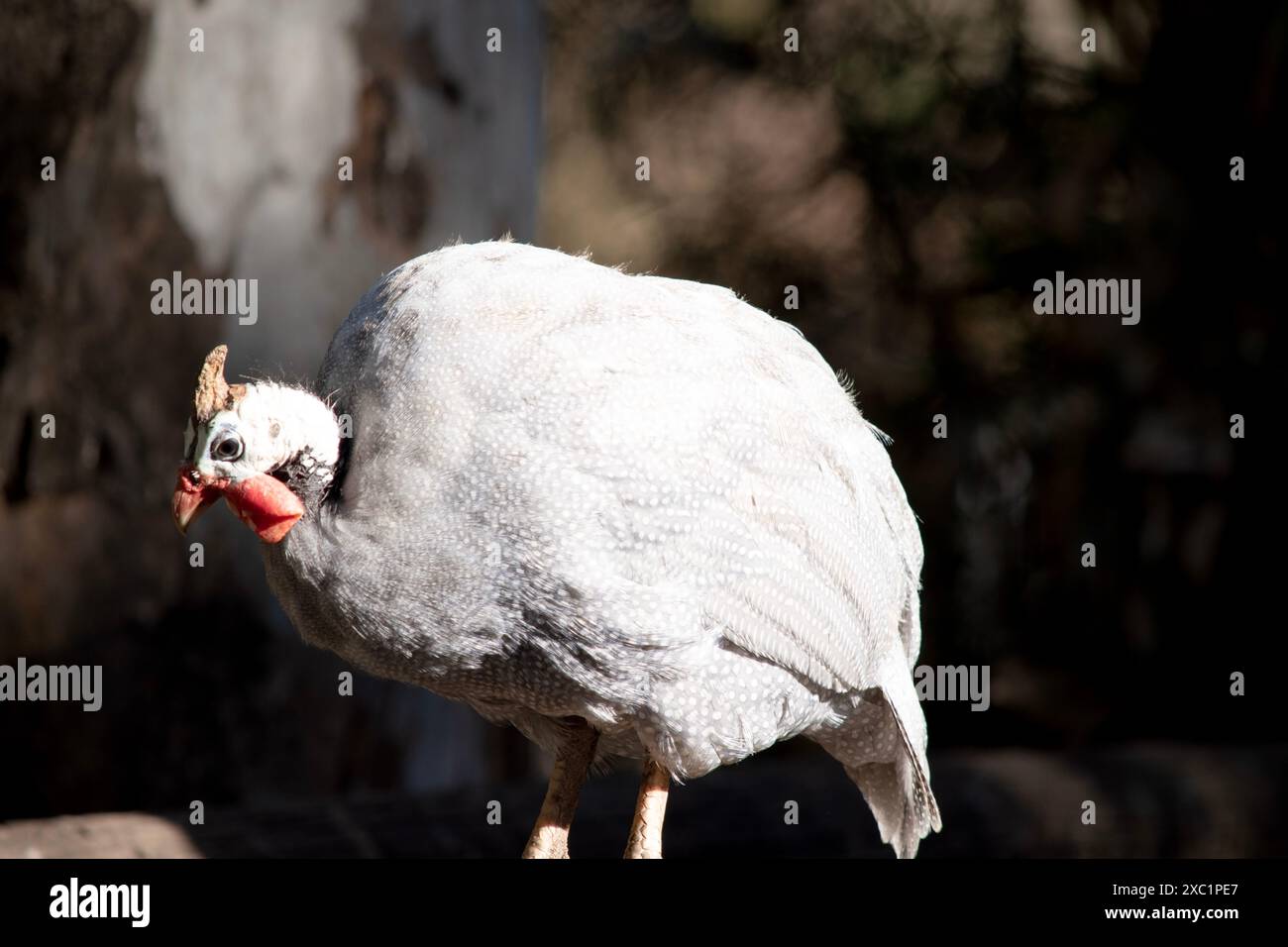 The Helmeted Guinea fowl is gray-black speckled with white. Like other ...