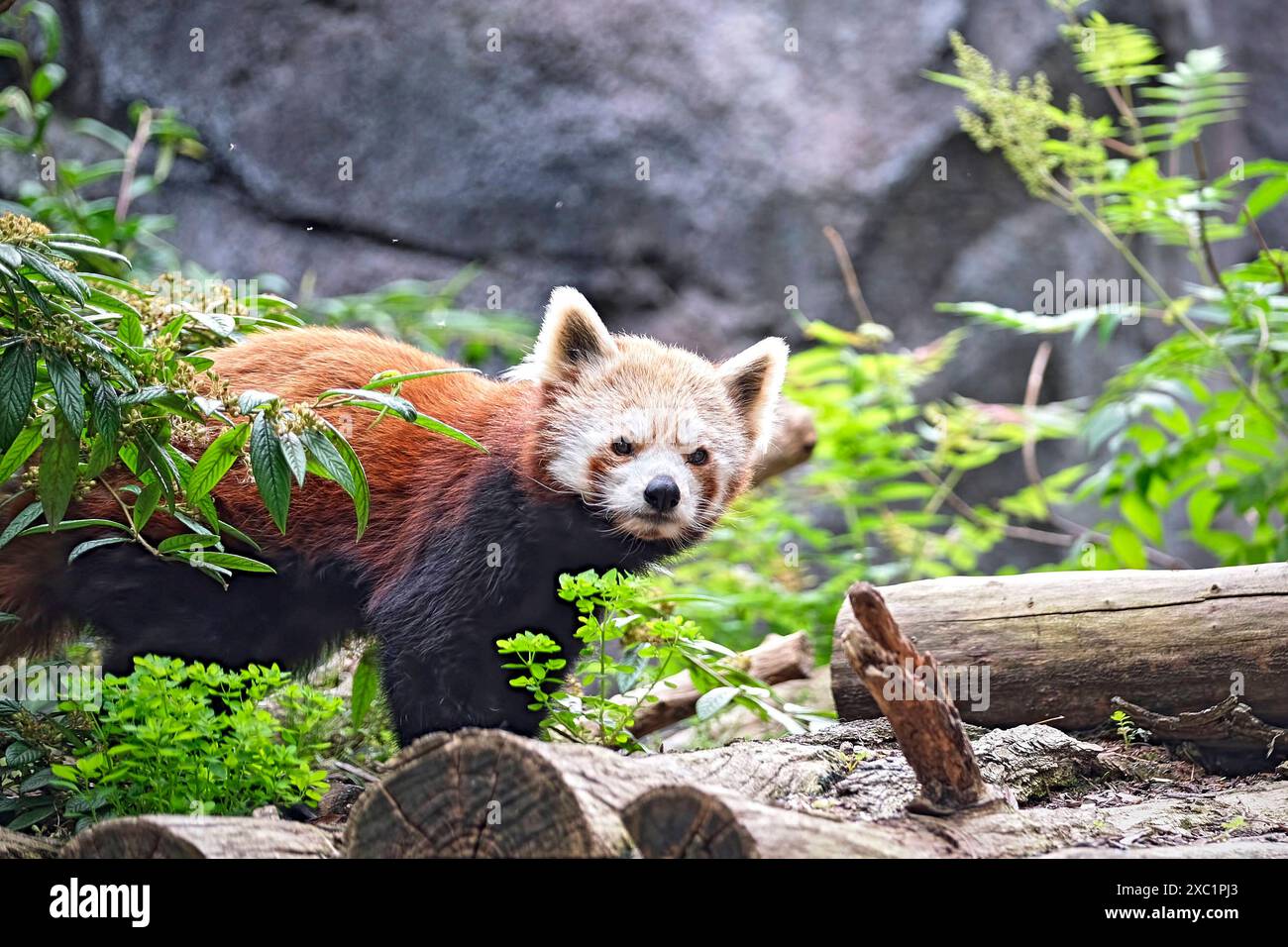 Nepalesischer Roter Panda Ailurus fulgens . Nepalesischer Roter Panda ...