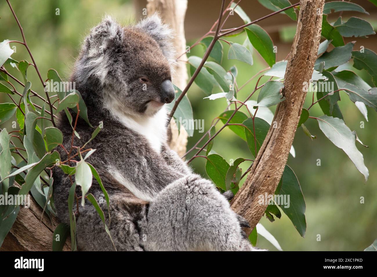 the Koala has a large round head, big furry ears and big black nose ...