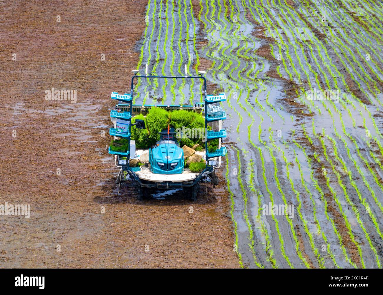XINGHUA, CHINA - JUNE 14, 2024 - An unmanned rice transplanter performs ...